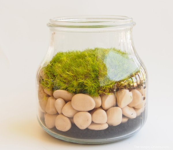 Terrário de musgo passo a passo